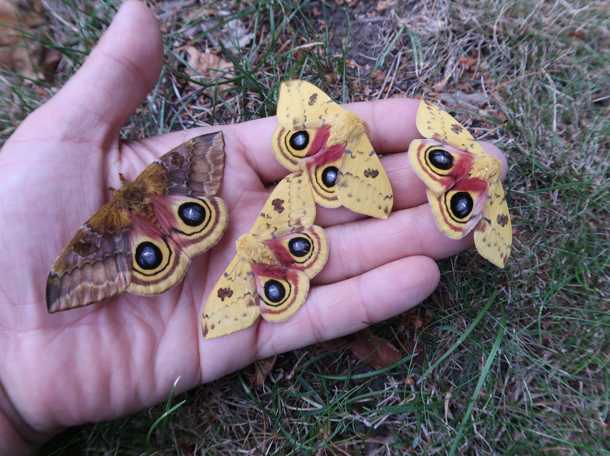 The Striking Beauty and Hidden Defenses of the Io Moth: Automeris io
