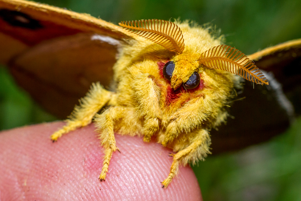 The Striking Beauty and Hidden Defenses of the Io Moth: Automeris io