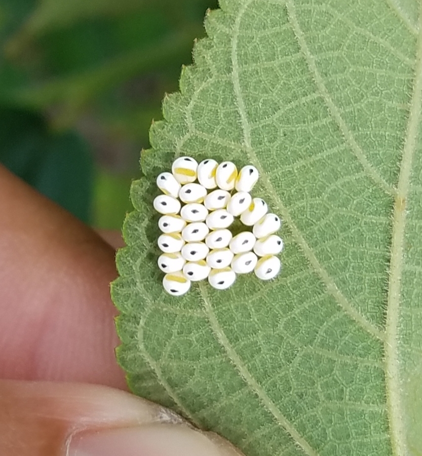 The Striking Beauty and Hidden Defenses of the Io Moth: Automeris io