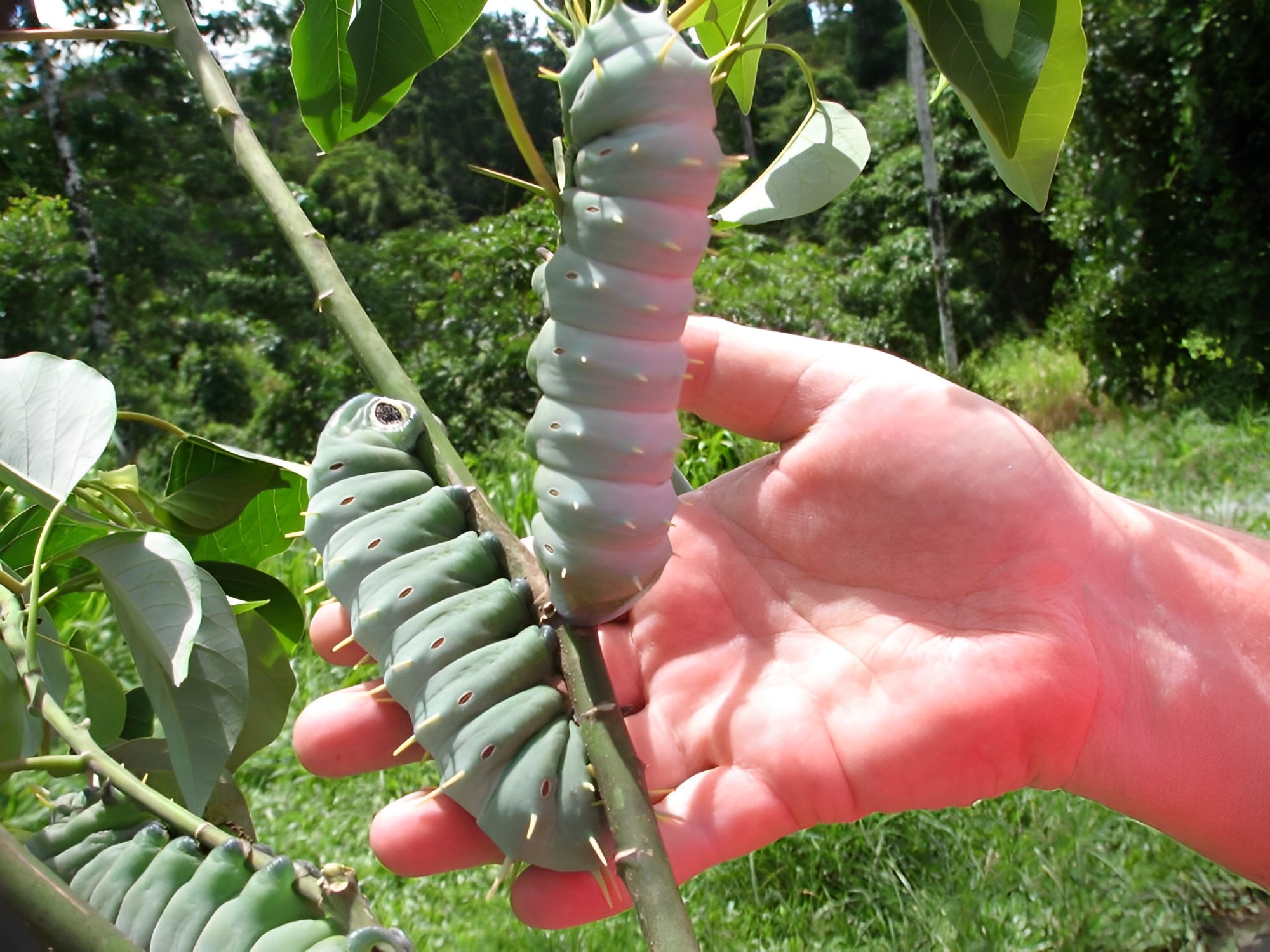 The Hercules Moth: A Moth of Mythic Proportions
