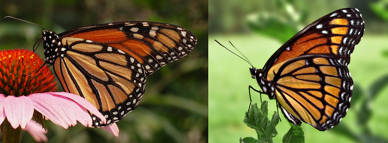 The Great Imposter: Unmasking the Viceroy Butterfly