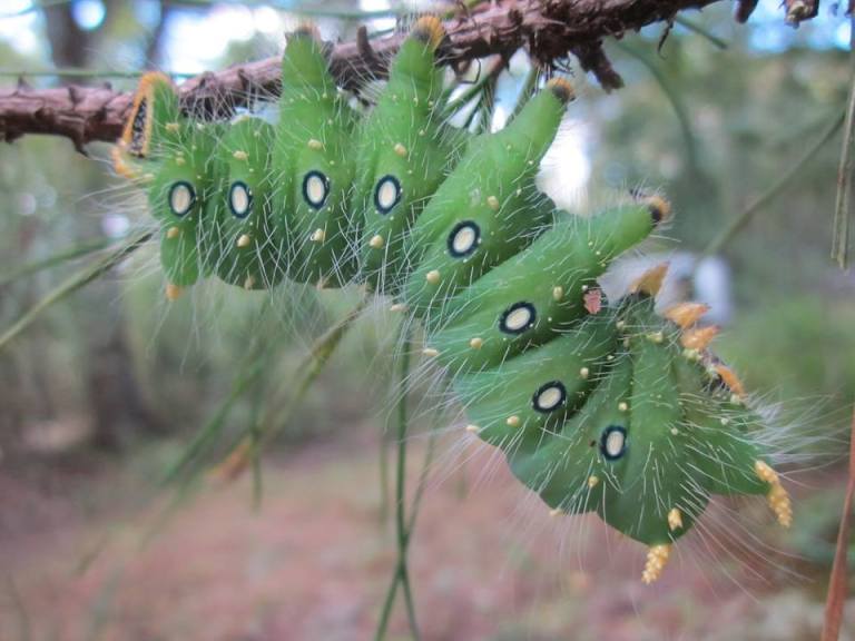 The Imperial Moth: A Majestic Presence of the Eastern Forests