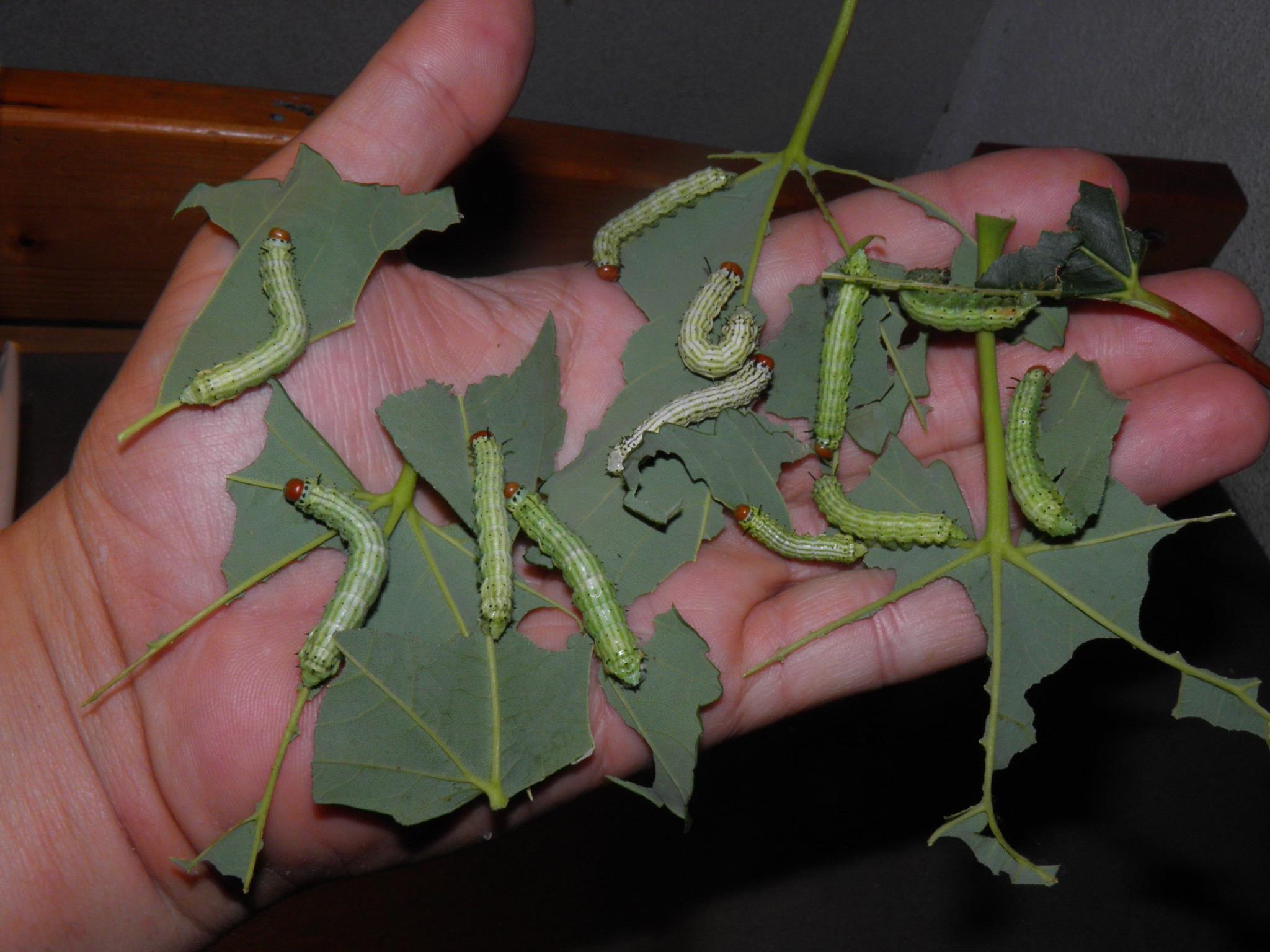 The Rosy Maple Moth: A Vision in Pink and Yellow