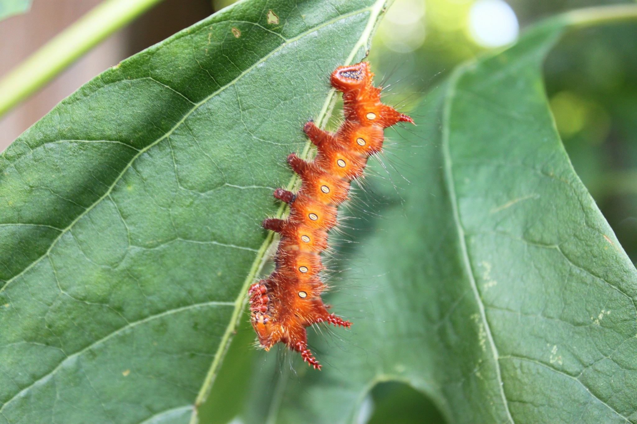 The Imperial Moth: A Majestic Presence of the Eastern Forests