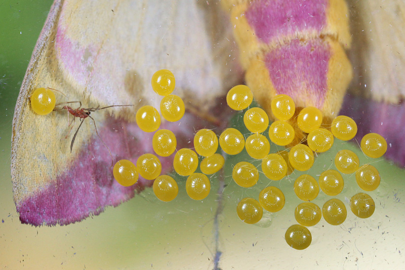 The Rosy Maple Moth: A Vision in Pink and Yellow