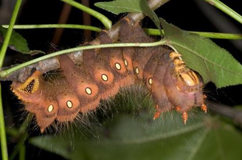 The Imperial Moth: A Majestic Presence of the Eastern Forests