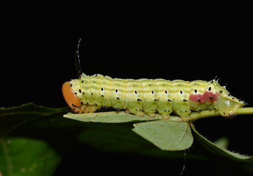 The Rosy Maple Moth: A Vision in Pink and Yellow