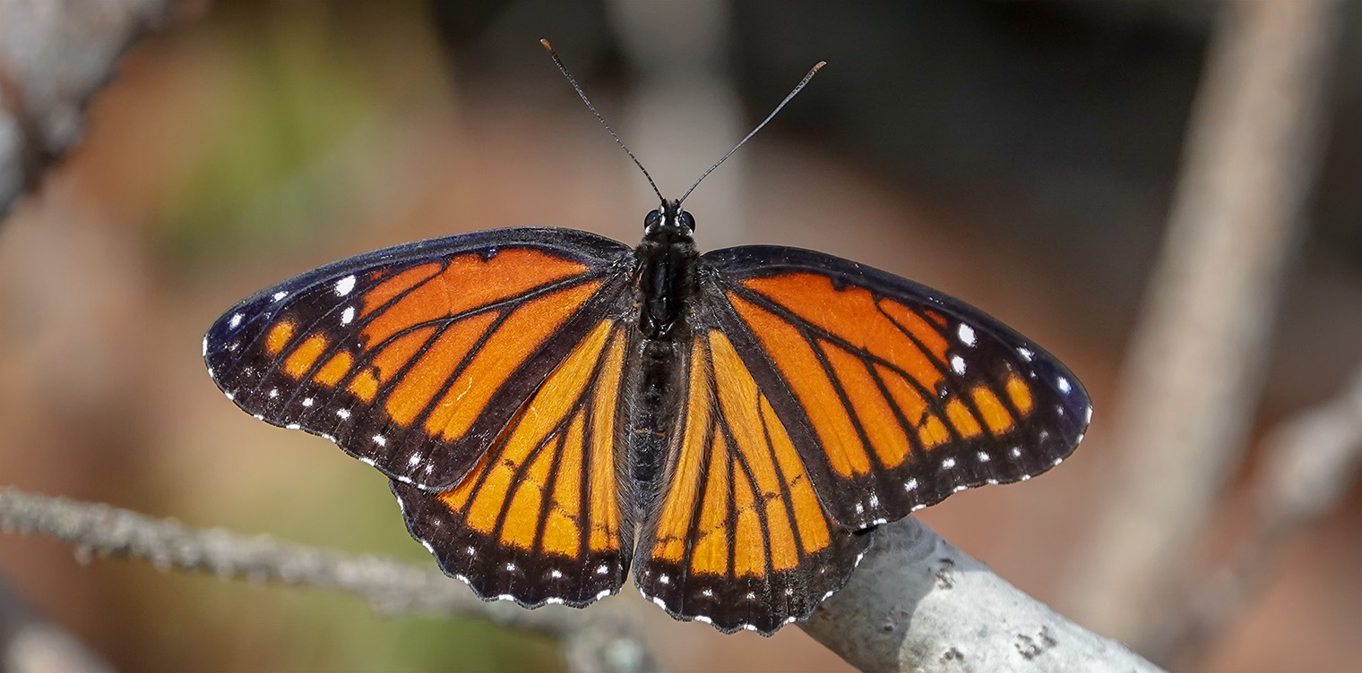 The Great Imposter: Unmasking the Viceroy Butterfly