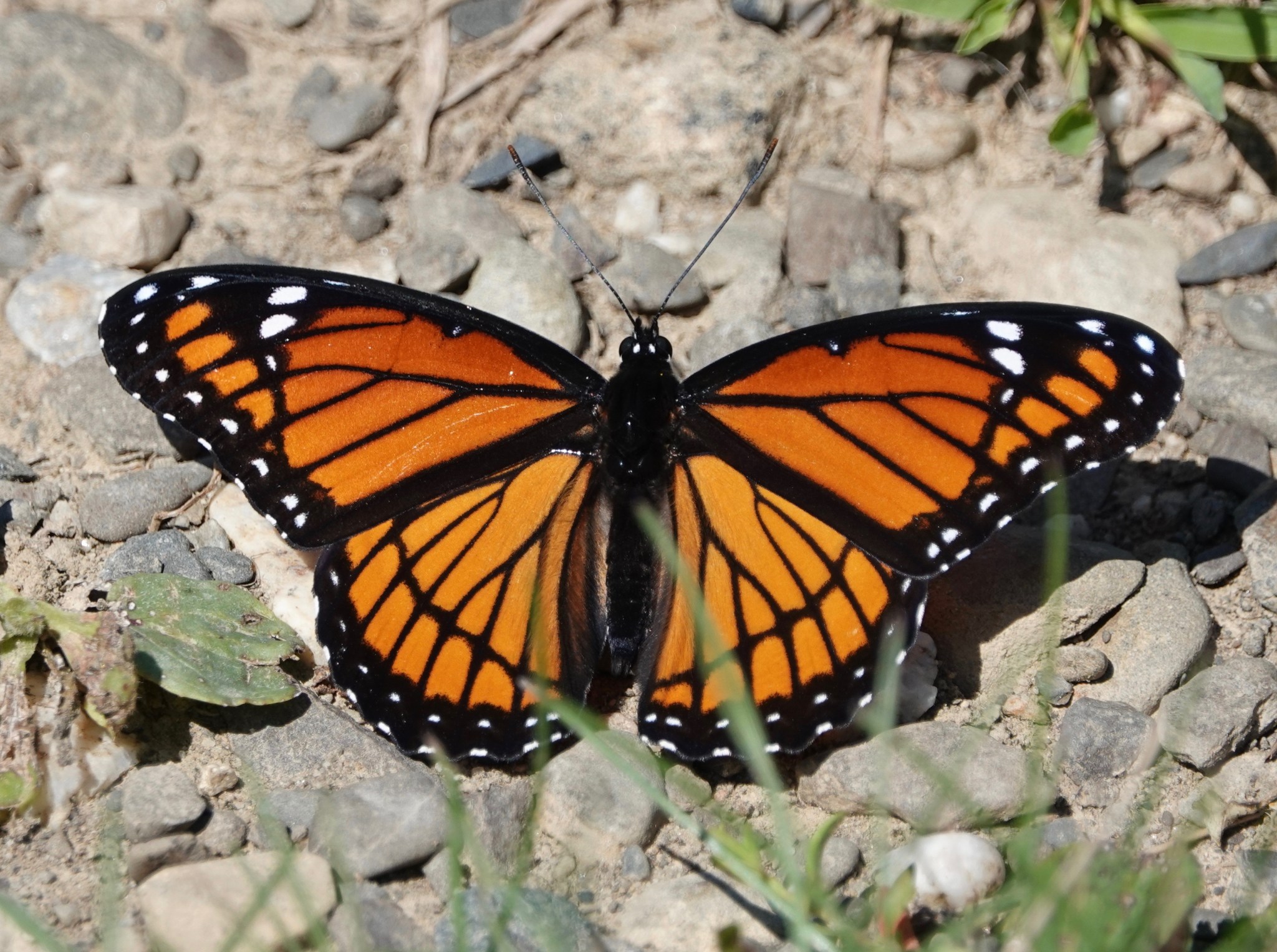 The Great Imposter: Unmasking the Viceroy Butterfly