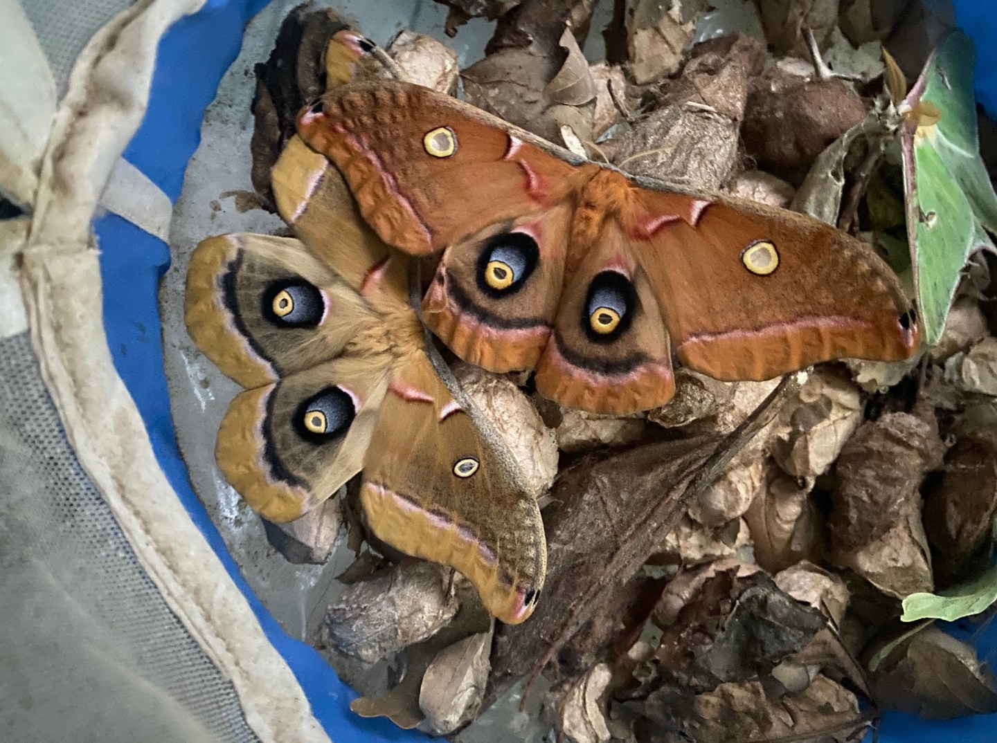 The Enchanting Polyphemus Moth: A Giant Silkmoth with Windowed Wings