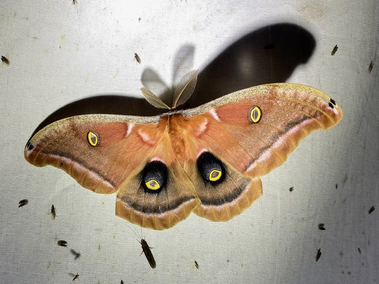 The Enchanting Polyphemus Moth: A Giant Silkmoth with Windowed Wings