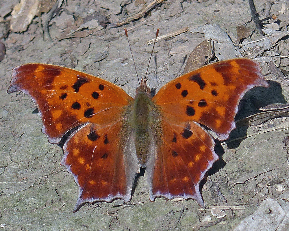 The Enigmatic Question Mark: Unraveling the Secrets of Polygonia ...