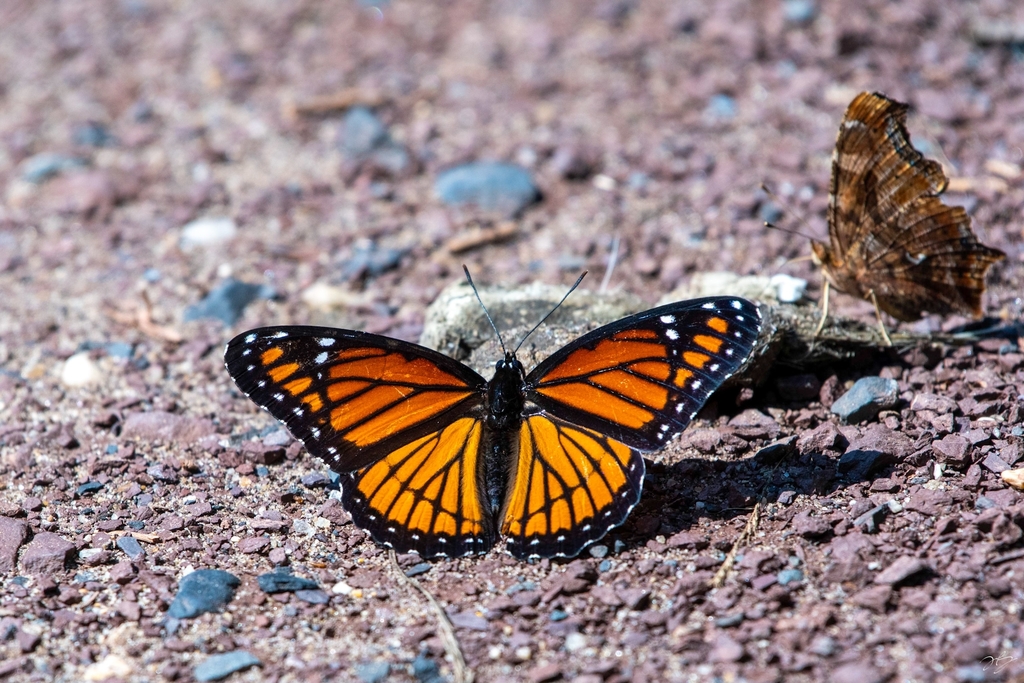 The Great Imposter: Unmasking the Viceroy Butterfly