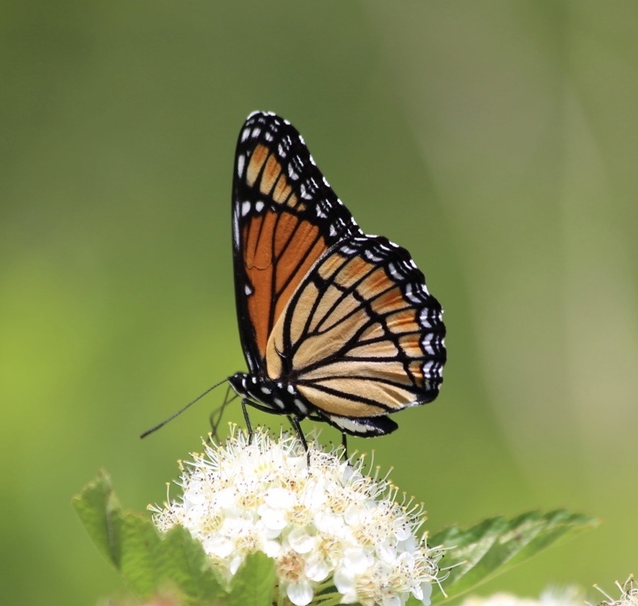 The Great Imposter: Unmasking the Viceroy Butterfly