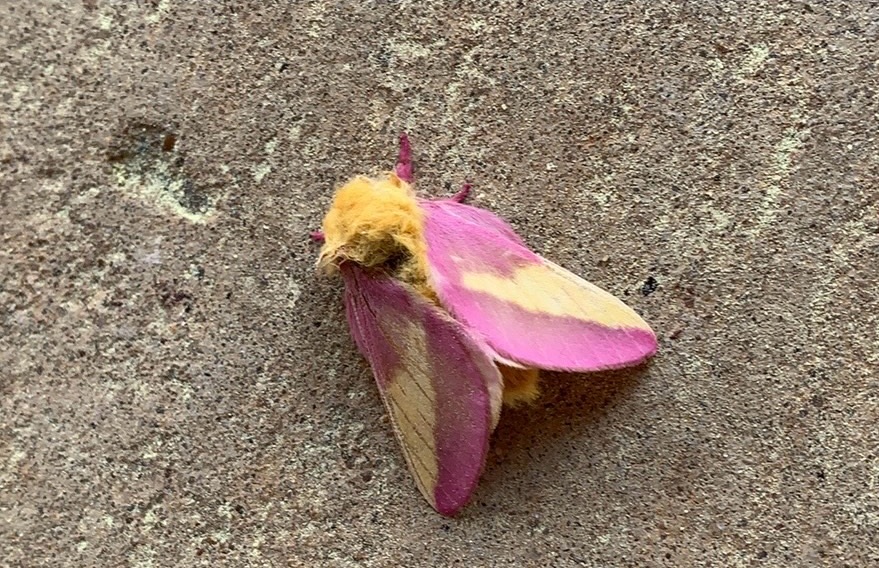 The Rosy Maple Moth: A Vision in Pink and Yellow