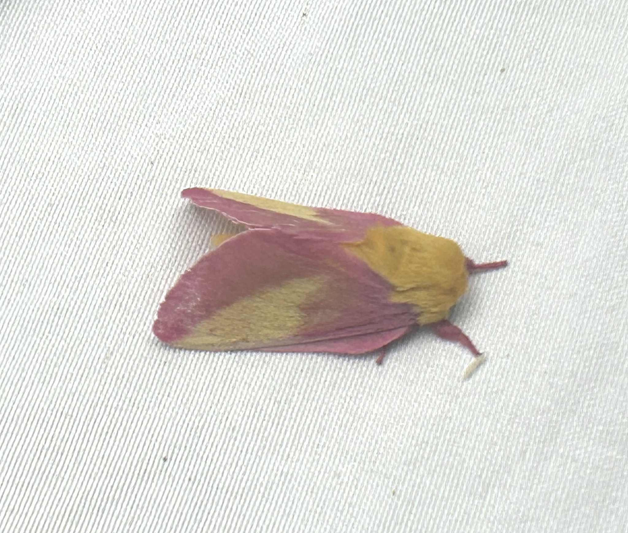 The Rosy Maple Moth: A Vision in Pink and Yellow