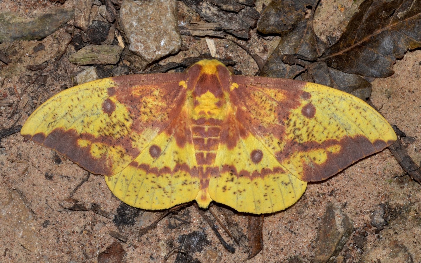 The Imperial Moth: A Majestic Presence of the Eastern Forests