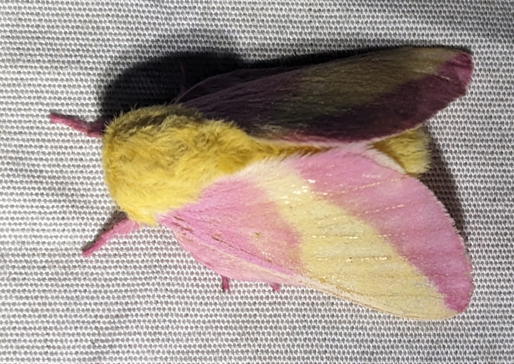 The Rosy Maple Moth: A Vision in Pink and Yellow