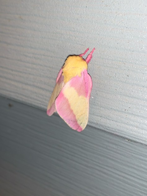 The Rosy Maple Moth: A Vision in Pink and Yellow