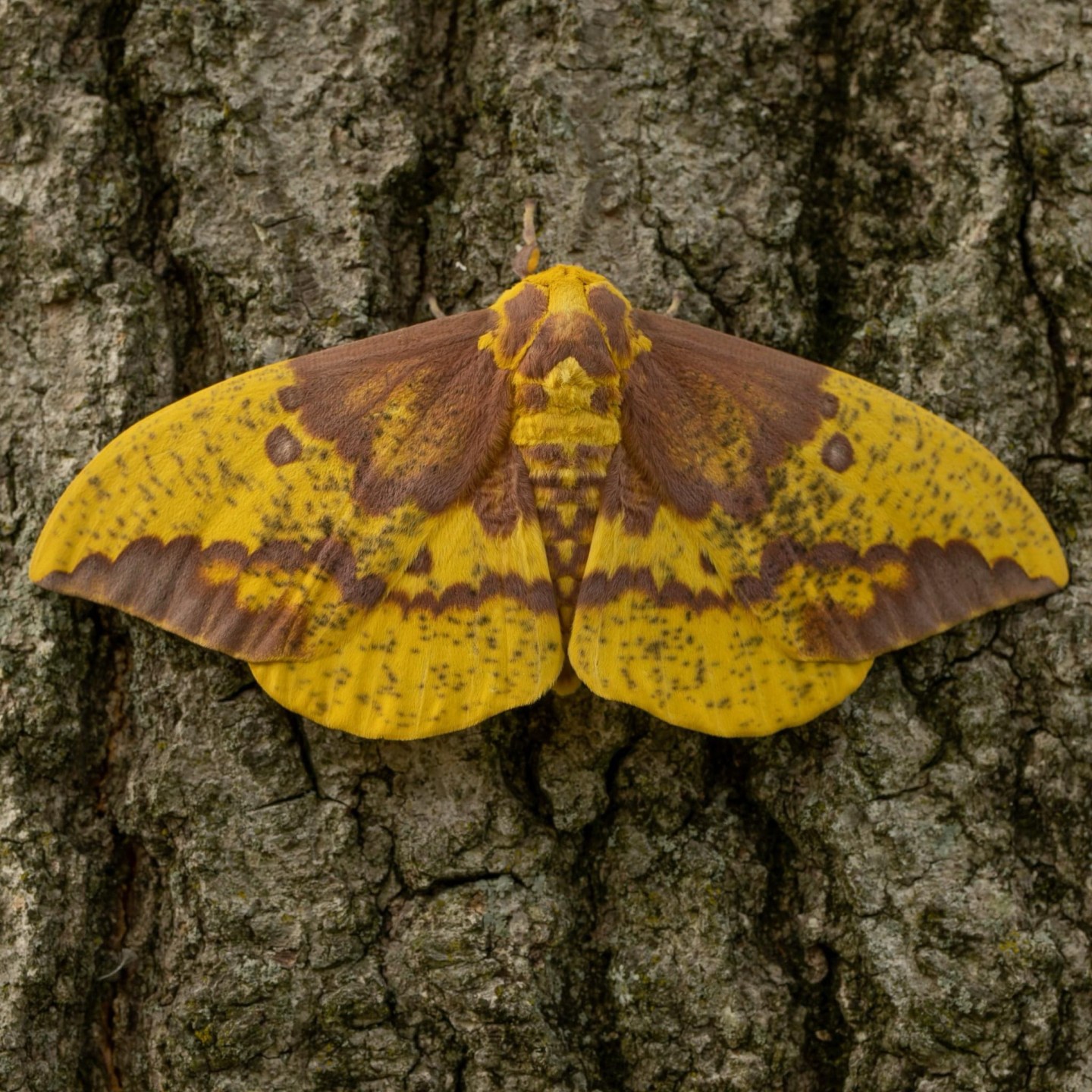 The Imperial Moth: A Majestic Presence of the Eastern Forests
