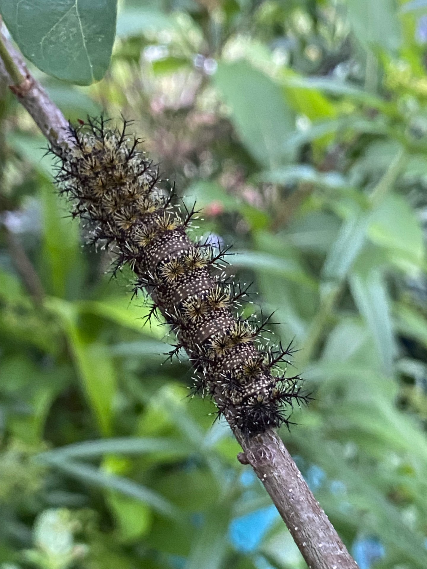 The Cryptic Buck Moth: A Striking Beauty with a Stinging Defense