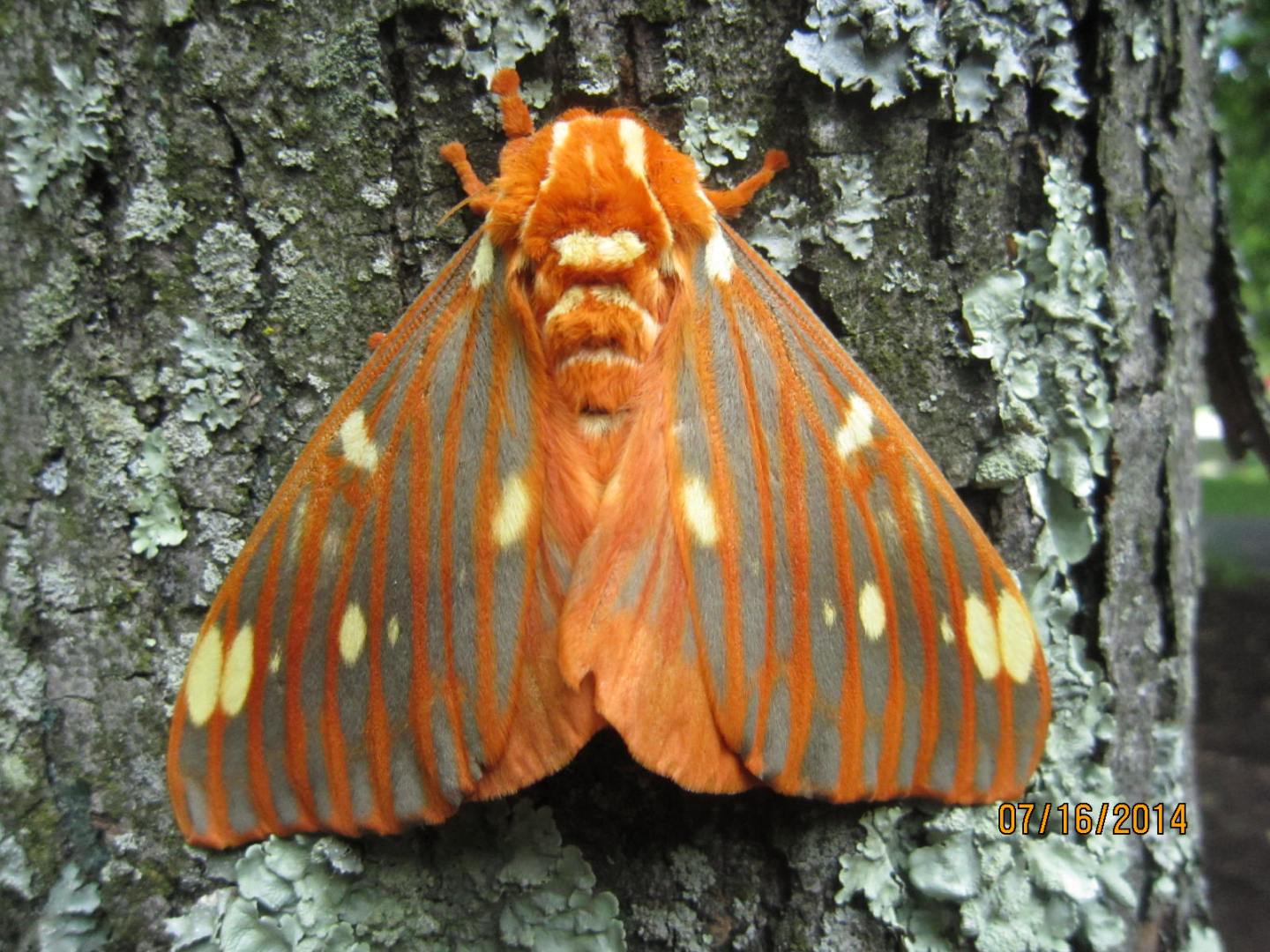 The Majestic Regal Moth: A Kaleidoscope of Color in the Forest Canopy