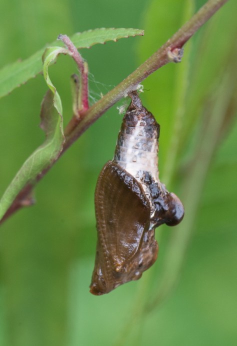 The Great Imposter: Unmasking the Viceroy Butterfly