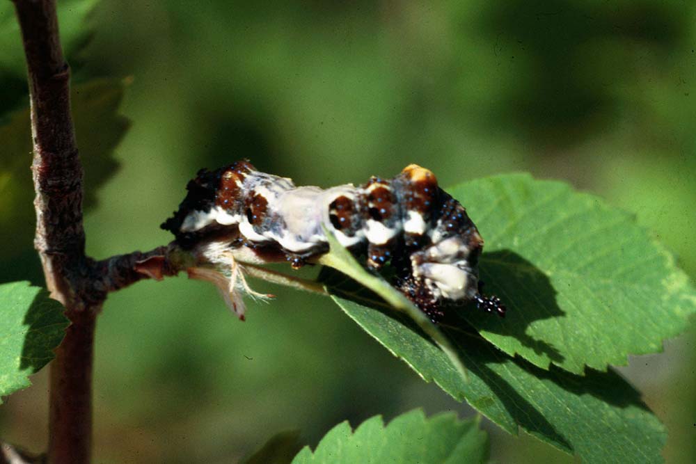 The Great Imposter: Unmasking the Viceroy Butterfly