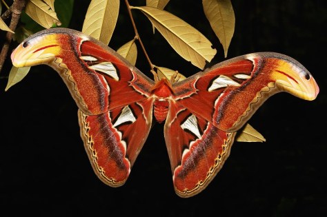 The Mythical Atlas Moth: A Giant of the Asian Tropics