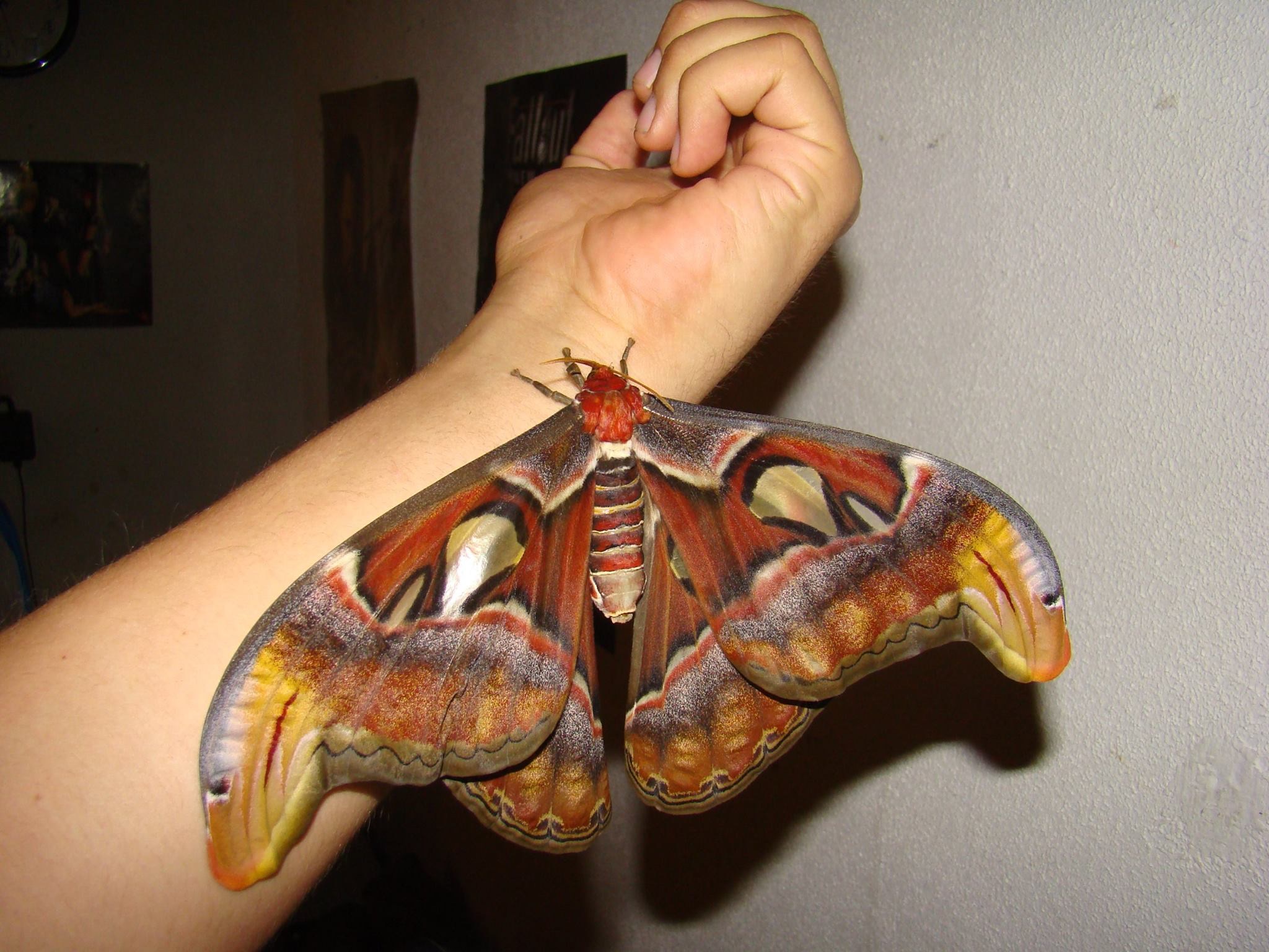 The Mythical Atlas Moth: A Giant of the Asian Tropics