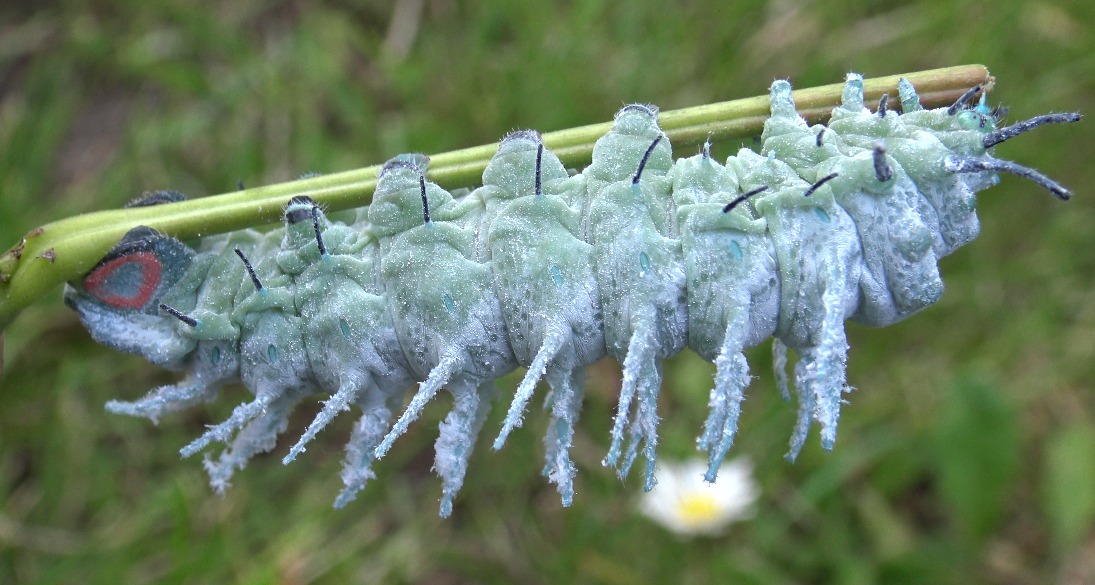 The Mythical Atlas Moth: A Giant of the Asian Tropics