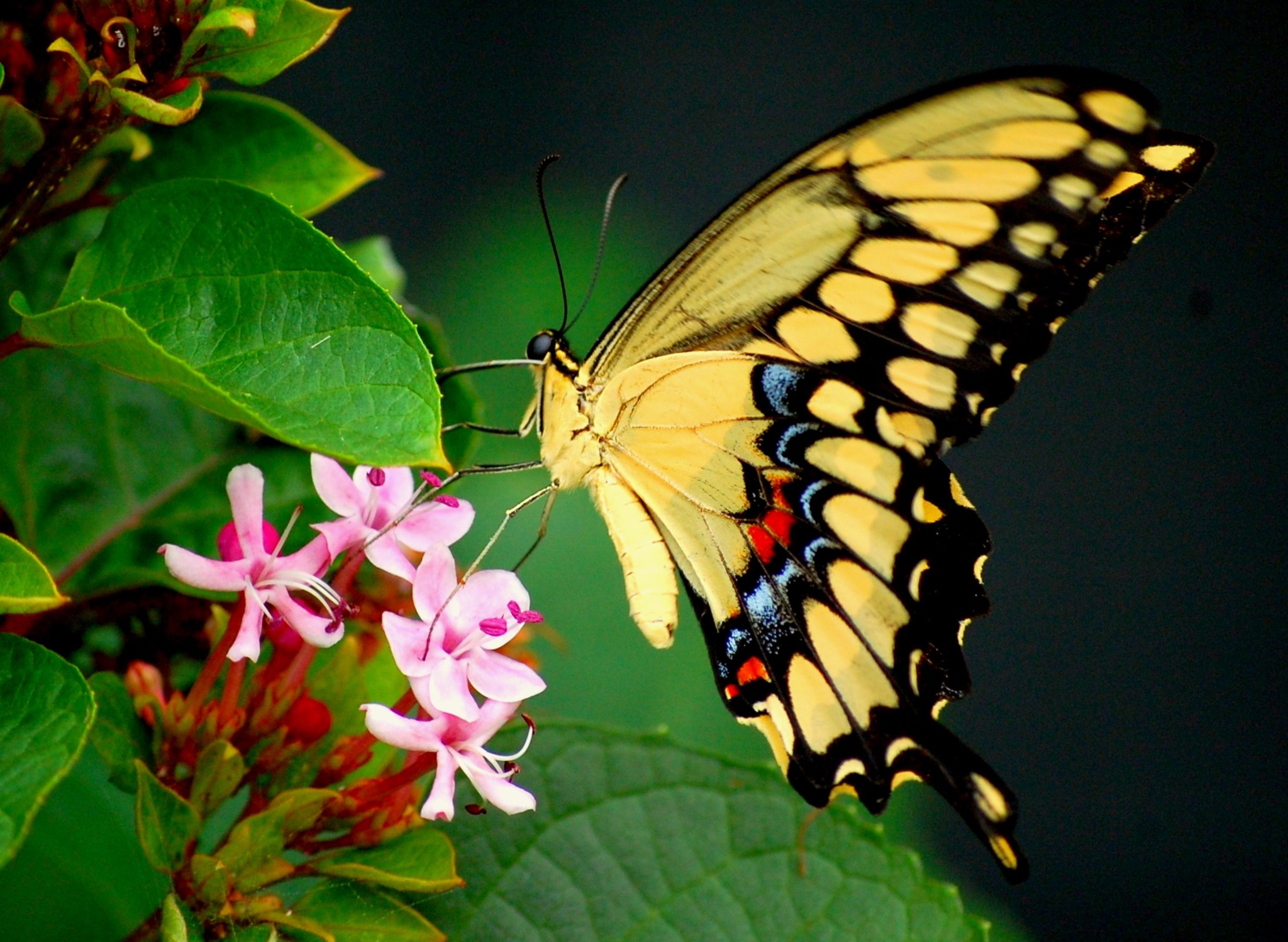 The Giant Among Swallowtails: Unveiling Papilio cresphontes