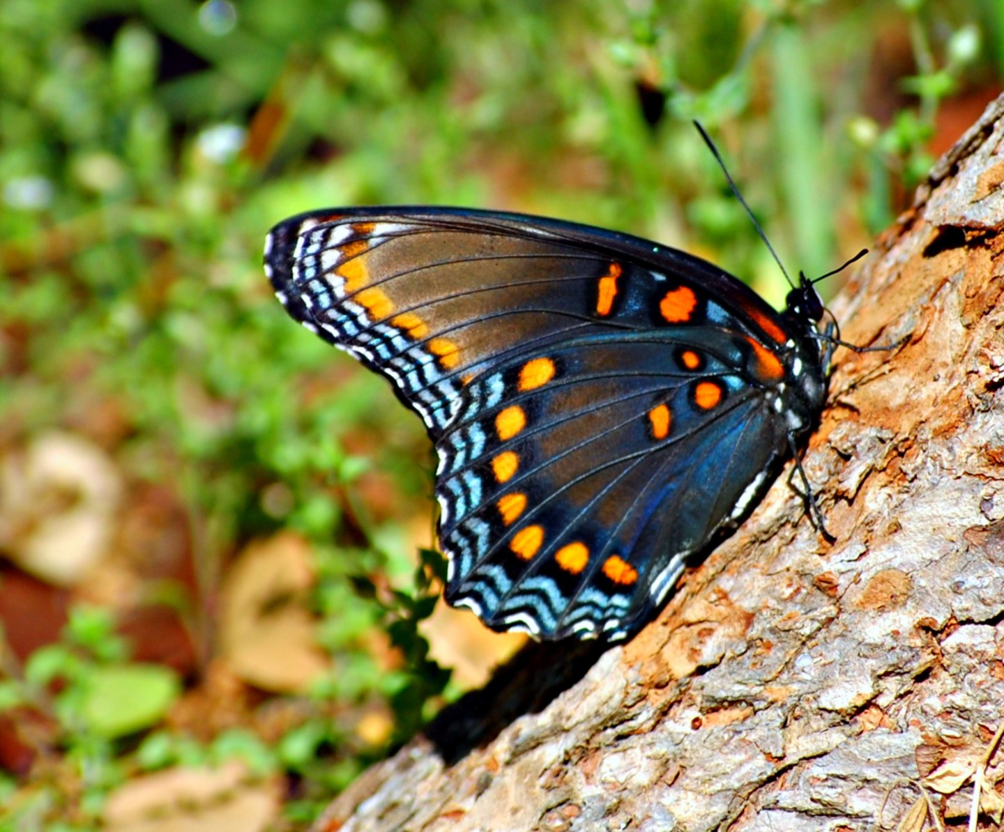 The Many Faces of the Red-spotted Purple: Unveiling Limenitis arthemis