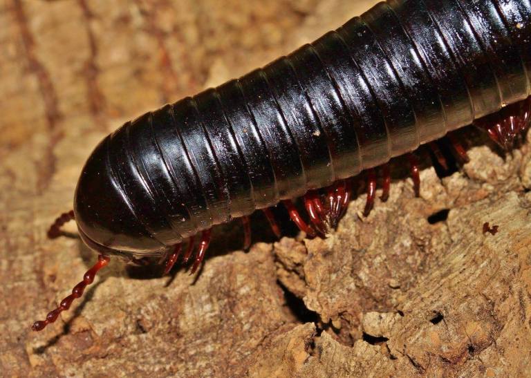 The Giant African Millipede: A Gentle Giant of the Forest Floor