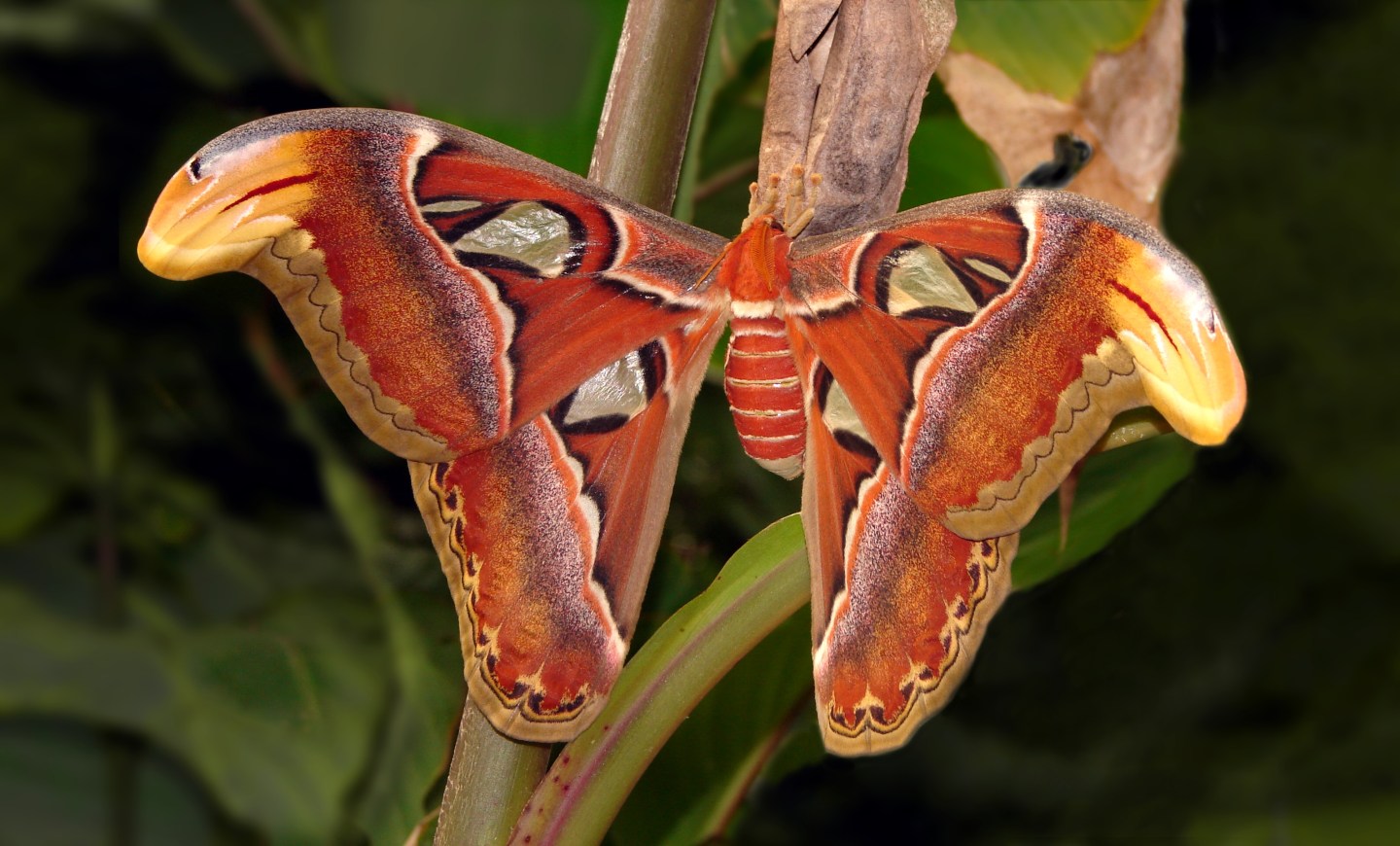 The Mythical Atlas Moth: A Giant of the Asian Tropics