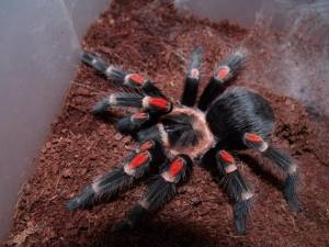 Beyond the Red Knee: Discovering the True Flame of Mexico’s Tarantulas