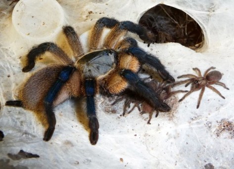 The Striking Socotra Island Blue Baboon: Unveiling Monocentropus balfouri
