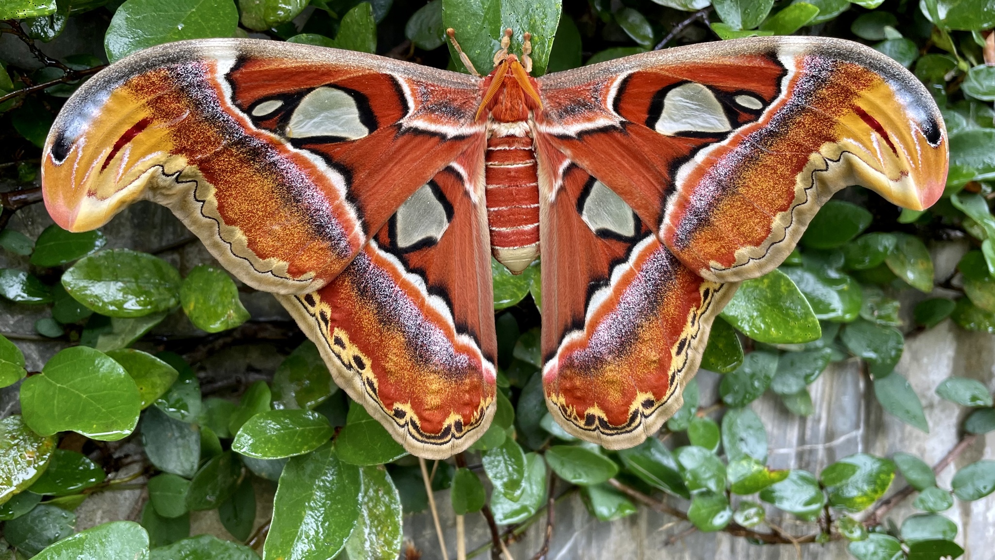 The Mythical Atlas Moth: A Giant of the Asian Tropics