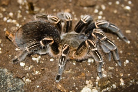 The Costa Rican Zebra Tarantula: A Striped Beauty of the Dry Forests