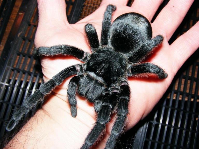 The Brazilian Black Tarantula: A Velvet Beauty of the Pampas