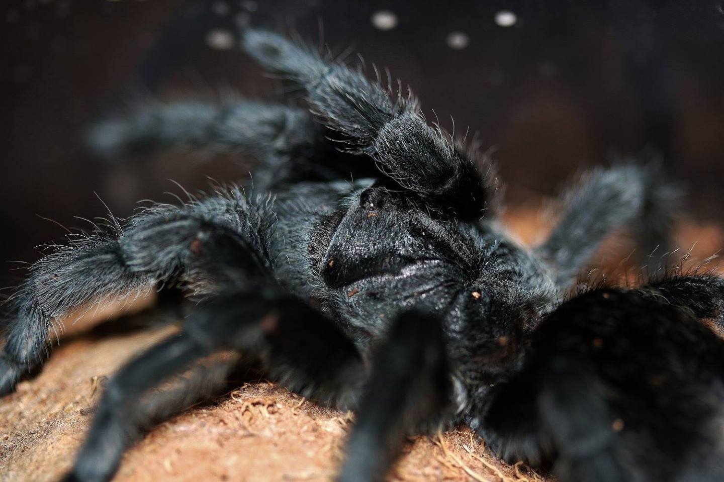 The Brazilian Black Tarantula: A Velvet Beauty of the Pampas