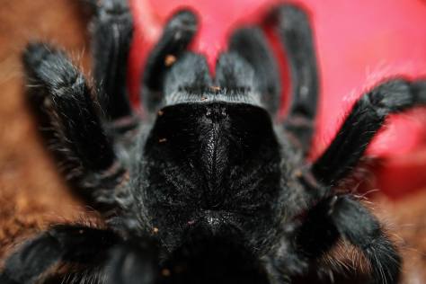 The Brazilian Black Tarantula: A Velvet Beauty of the Pampas
