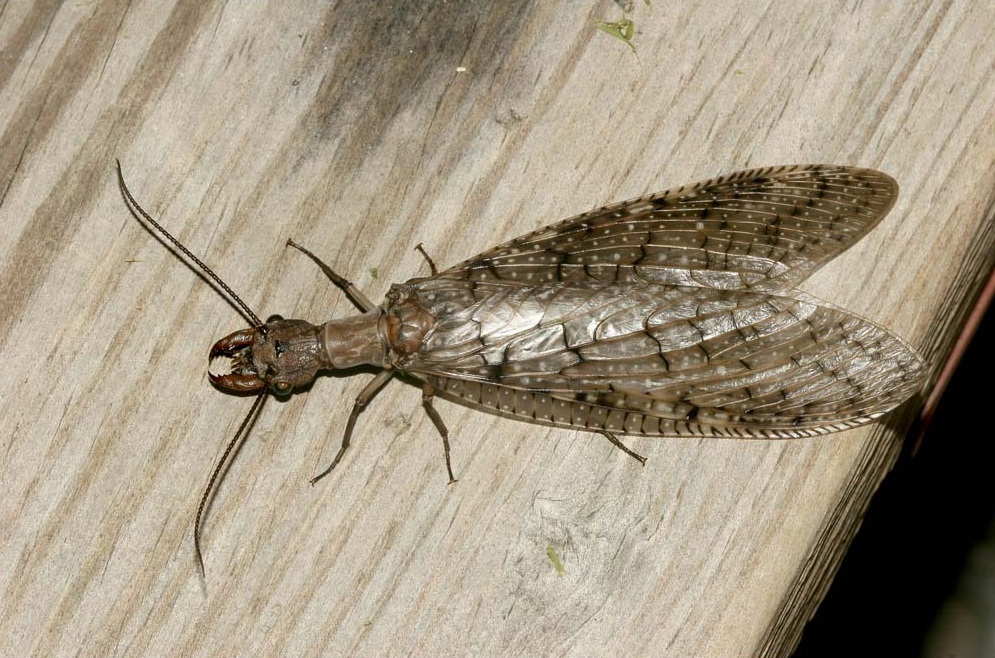 The Eastern Dobsonfly: A Fearsome Jawed Predator of Aquatic Realms