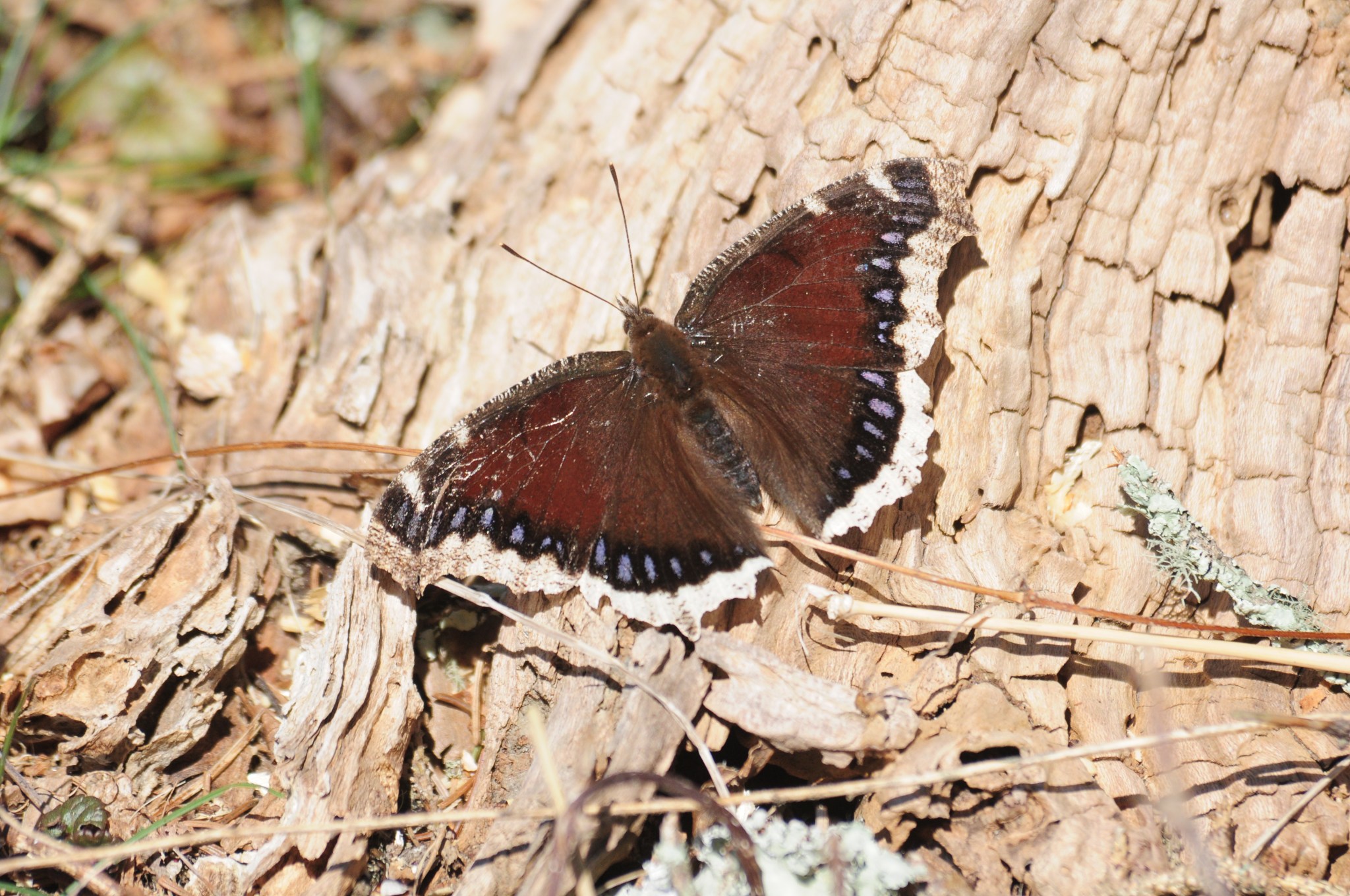 Winter’s Last Stand, Spring’s First Flight: The Mourning Cloak