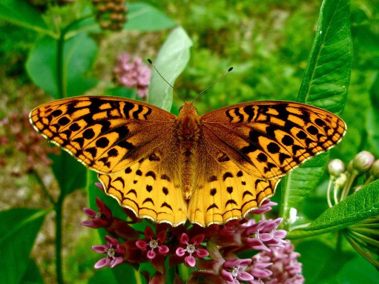 The Great Spangled Fritillary: A Dazzling Jewel of North American Meadows