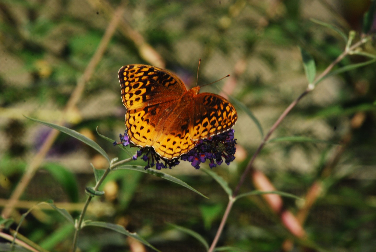 The Great Spangled Fritillary: A Dazzling Jewel of North American Meadows