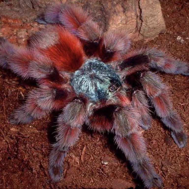 The Antilles Pinktoe Tarantula: A Jewel of the Caribbean Forests