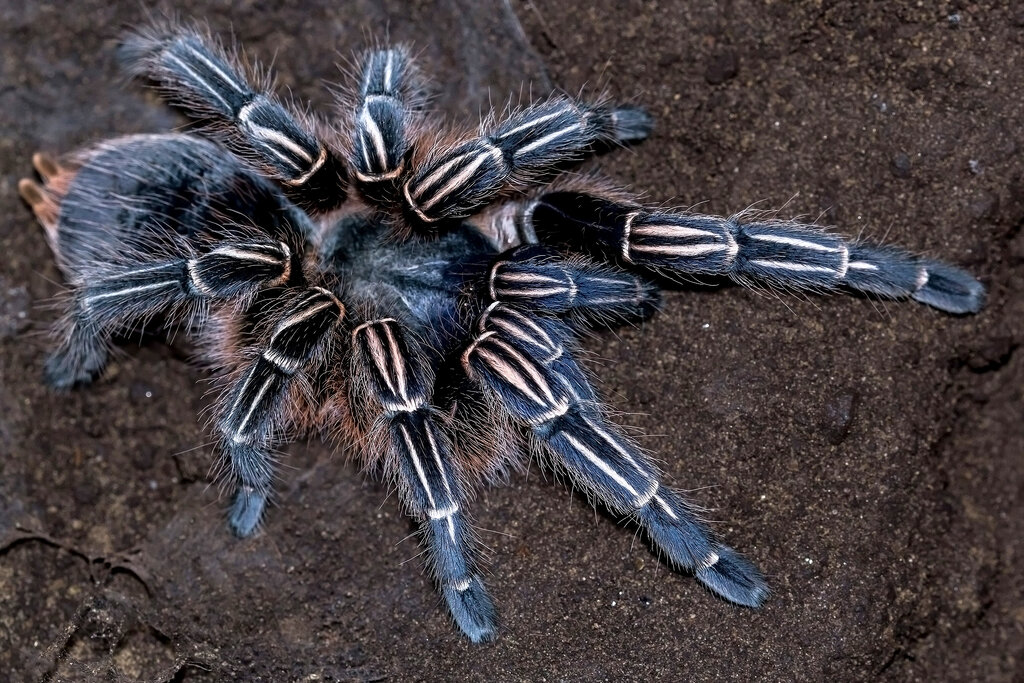 The Costa Rican Zebra Tarantula: A Striped Beauty of the Dry Forests