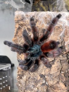 The Antilles Pinktoe Tarantula: A Jewel of the Caribbean Forests