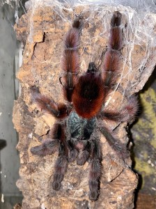 The Antilles Pinktoe Tarantula: A Jewel of the Caribbean Forests